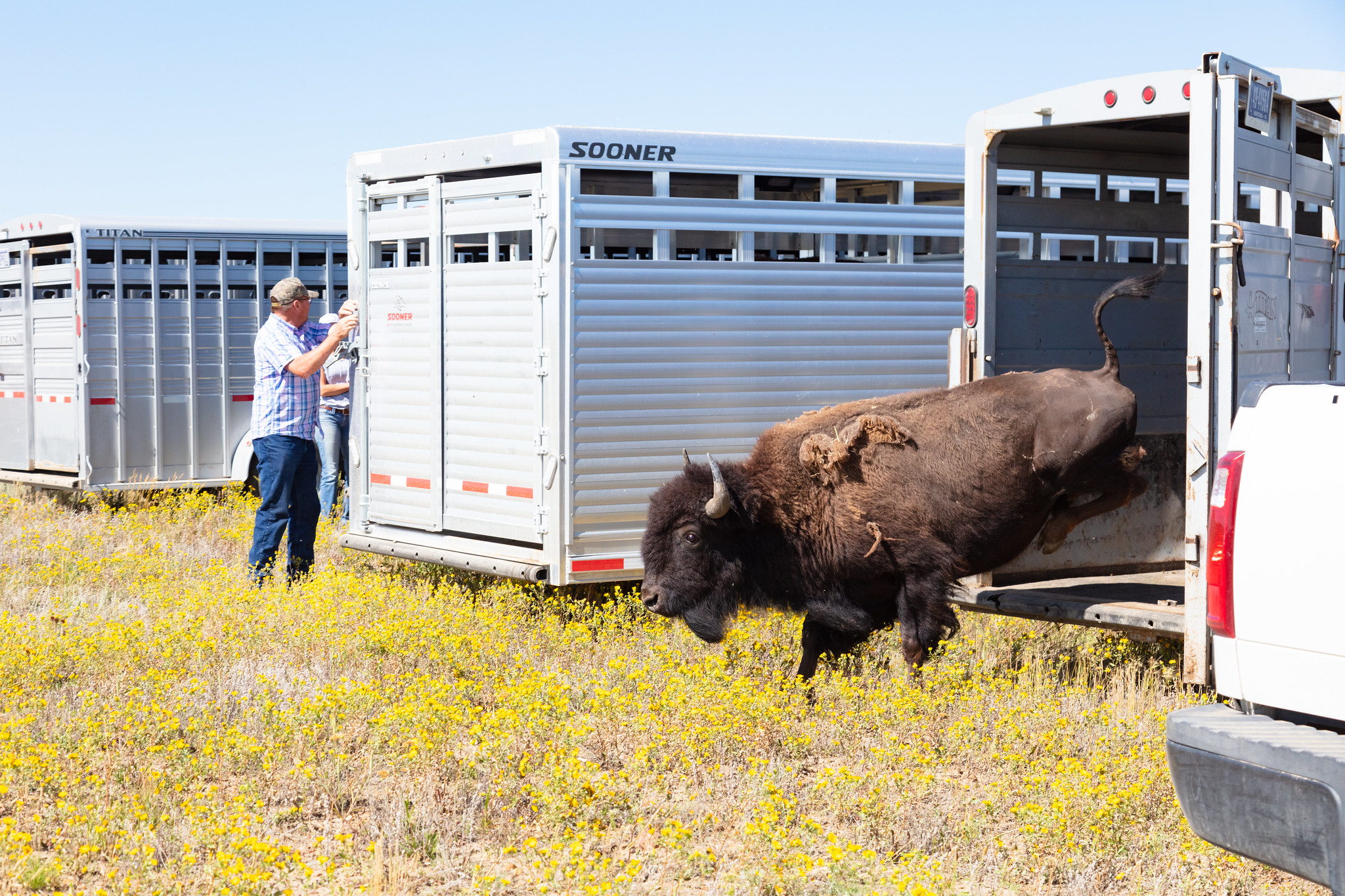 Bison Transferred From Yellowstone to Tribes - Jackson Hole Radio